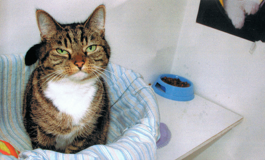 Cattery And Small Animal Boarding Cattery In Colchester And Essex